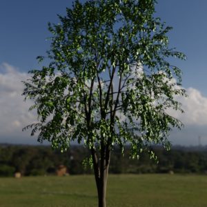 【Blender 3.3】森を作る方法を紹介！ | CGbox